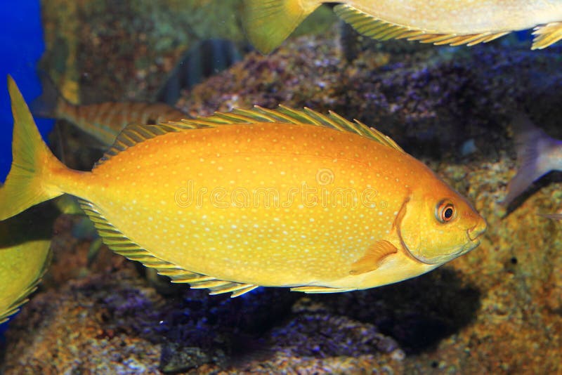 Mottled spinefoot stock photo. Image of yellow, spinefoot - 41760110