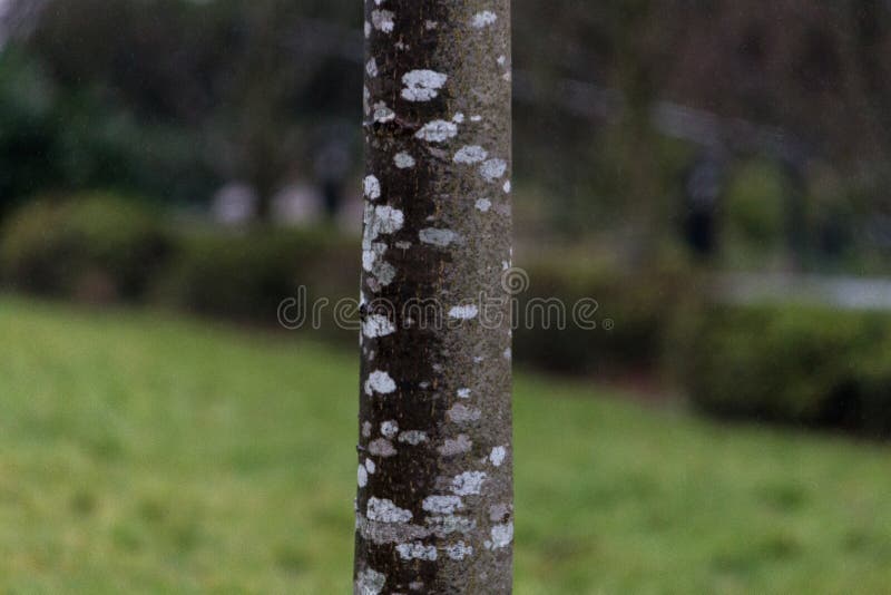 Spotted Tree Trunk stock photo. Image of parkland, green - 108576096