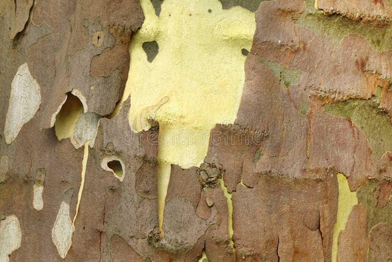 Mottled Sycamore Tree Bark and Trunk Background or Texture Stock Photo ...