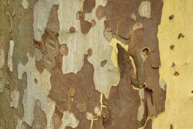 Mottled Sycamore Tree Bark and Trunk Background or Texture Stock Photo ...