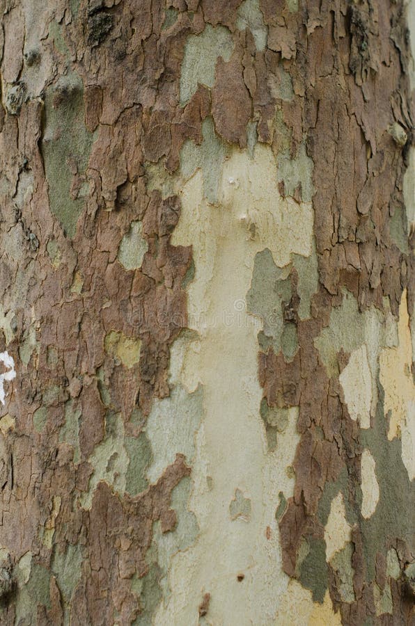 Mottled Sycamore Tree Bark and Trunk Background or Texture, Close-up ...