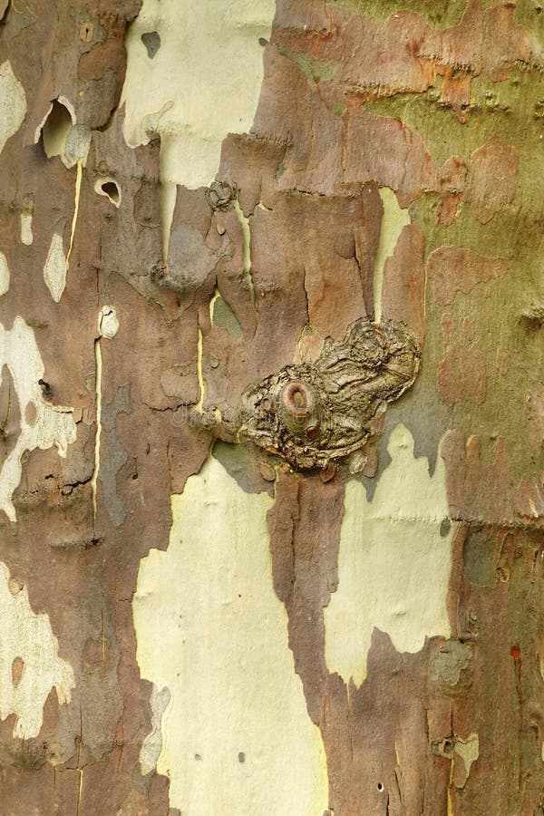 Mottled Sycamore Tree Bark and Trunk Background or Texture, Close-up ...