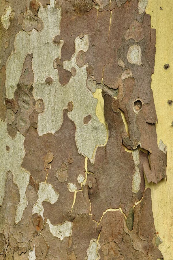 Mottled Sycamore Tree Bark And Trunk Vertical Background Or Text Stock ...