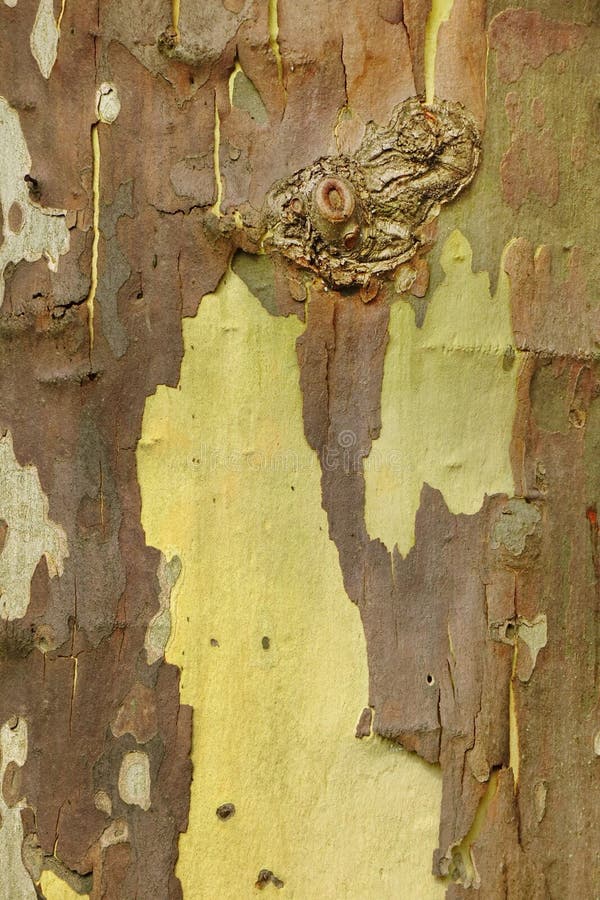 Mottled Sycamore Tree Bark and Trunk Vertical Background or Text Stock ...