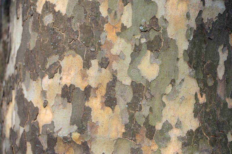 211 Green Buttonwood Tree Photos - Free & Royalty-Free Stock Photos ...