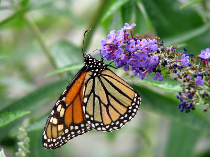 Afrykański Monarcha Na Cynanchum Acutum Zdjęcie Stock - Obraz złożonej ...