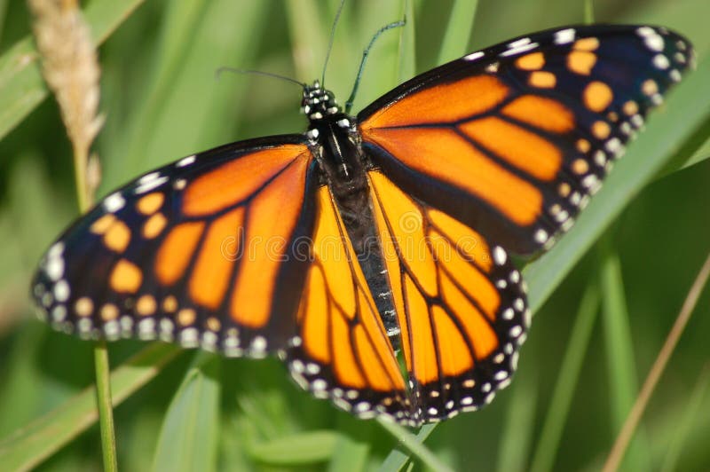 Motyl zdjęcie stock. Obraz złożonej z motyl, ślepuszonka - 2174556