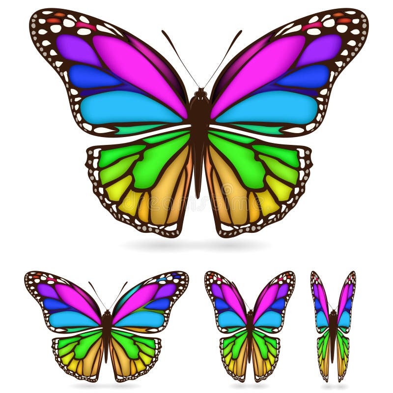 Motyl kolorowy ilustracja wektor. Ilustracja złożonej z obraz - 20504789