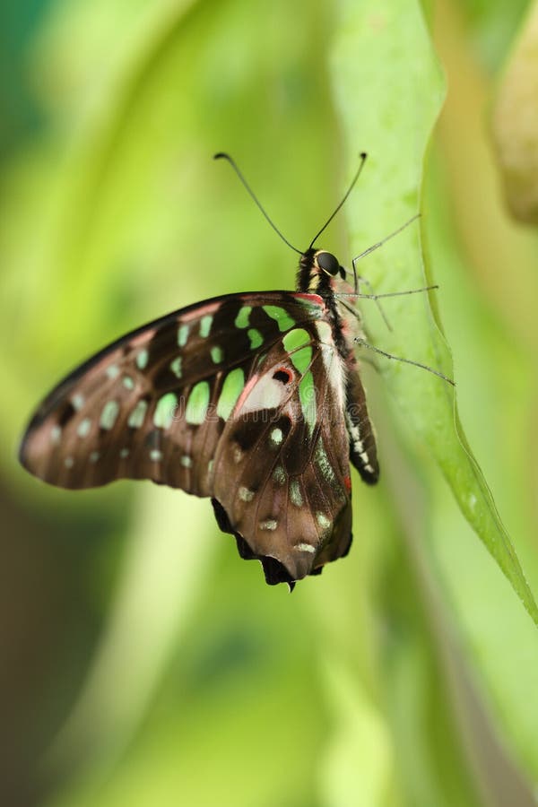 Motyl zdjęcie stock. Obraz złożonej z przyroda, kolorowy - 75044