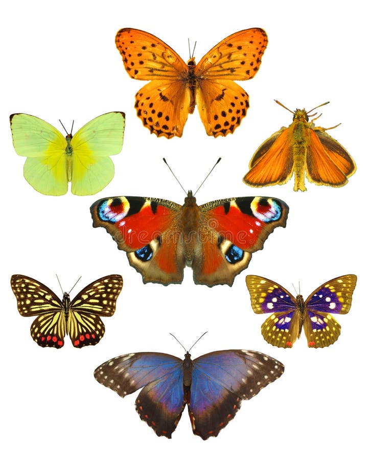 Motyle zdjęcie stock. Obraz złożonej z lampasy, motyl - 11789796