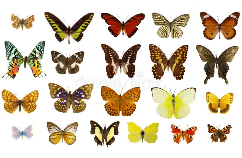 Motyle obraz stock. Obraz złożonej z kolekcja, lato, flatter - 15646923