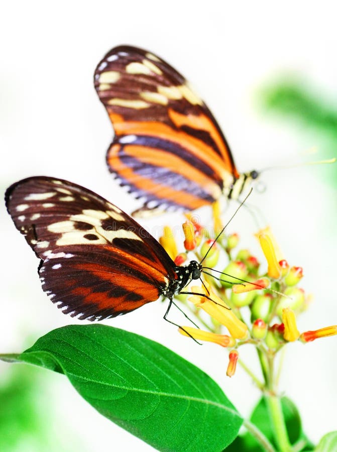 Motyle obraz stock. Obraz złożonej z nymphet, anten, natura - 7018217