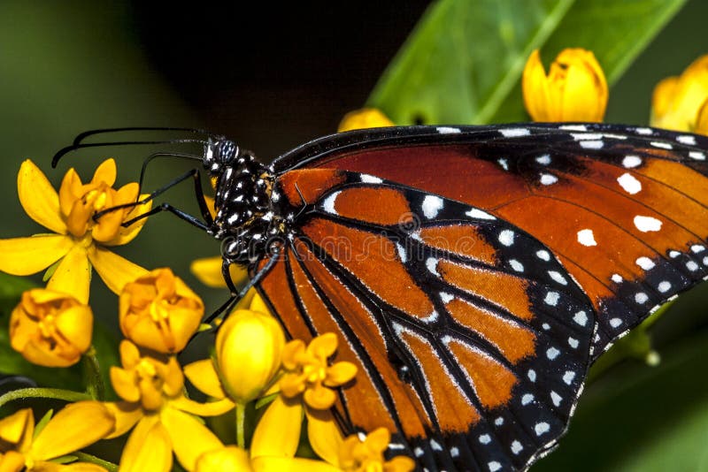 Motyl Monarchy,Danaus Plexippus Zdjęcie Stock - Obraz złożonej z ...