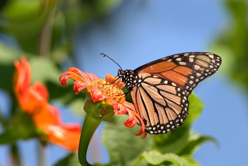 Motyli monarcha zdjęcie stock. Obraz złożonej z natura - 13495826