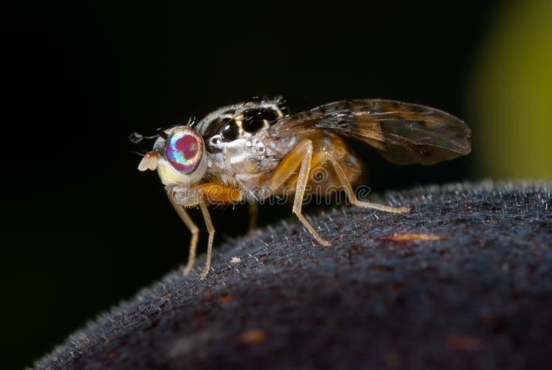 Macro - Mouche à Fruit D'insectes Image stock - Image du insectes, beau ...