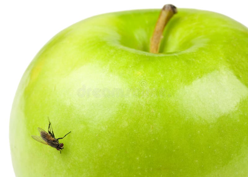 Apple avec la mouche photo stock. Image du nourriture - 58232986