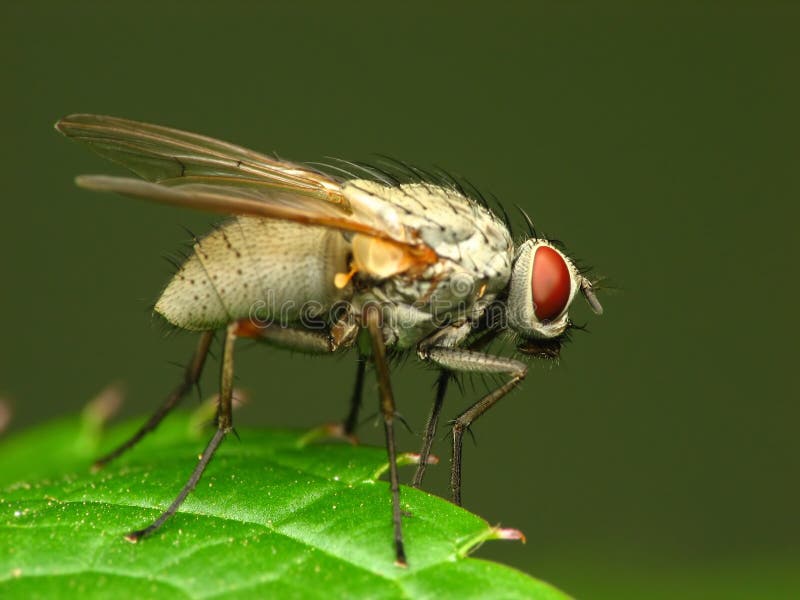 Mouche blanche image stock. Image du faune, insecte, mouche - 2089413