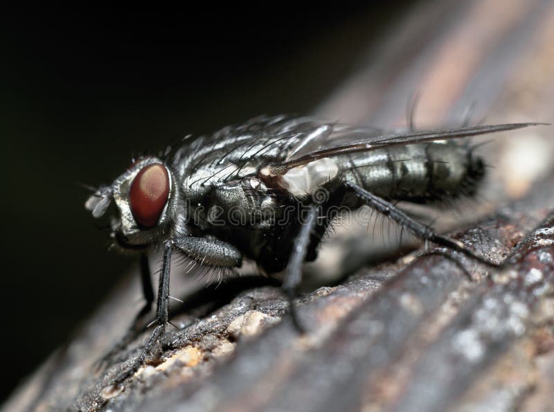 Mouche blanche image stock. Image du faune, insecte, mouche - 2089413
