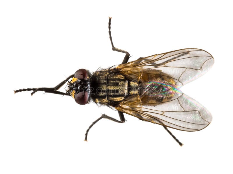 Vue De Face De Mouche Domestique, Domestica De Musca Image stock ...