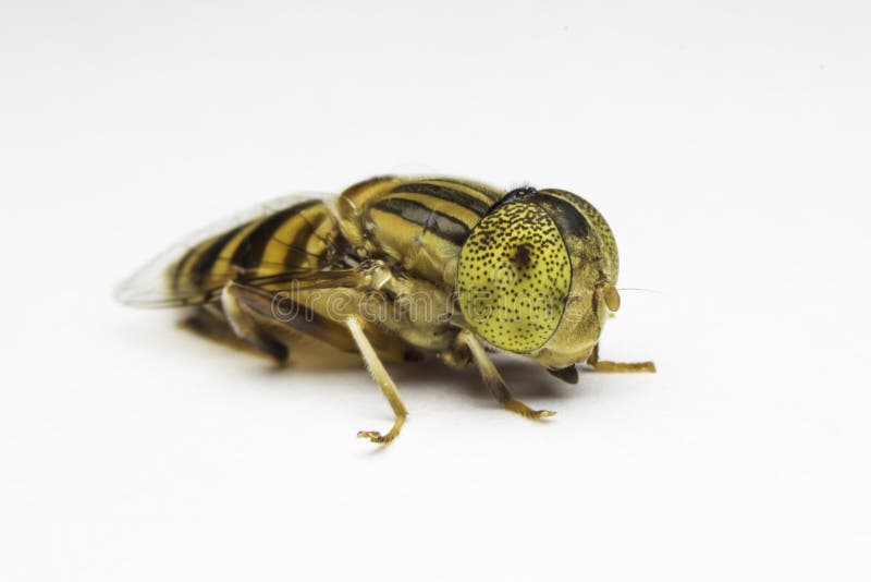 Mouche jaune photo stock. Image du simple, drôle, insecte - 76145846