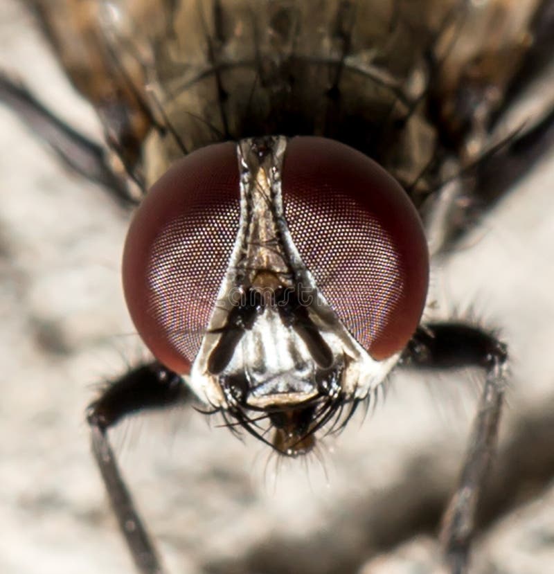 MACRO D'UNE MOUCHE image stock. Image du insecte, oeil - 34494083