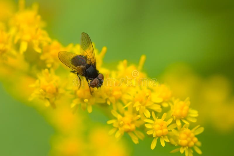 Mouche Noire Sur Les Fleurs Jaunes Image. Image: 1834940