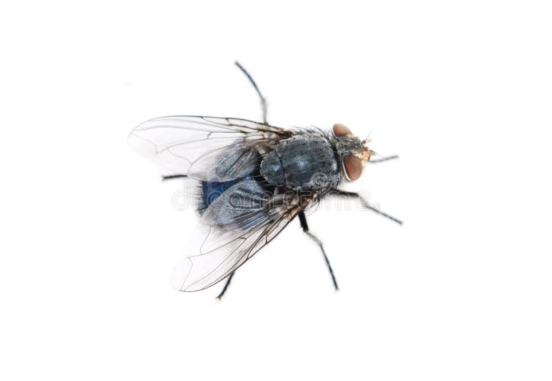 Mouche sur un fond blanc photo stock. Image du rampant - 19780386