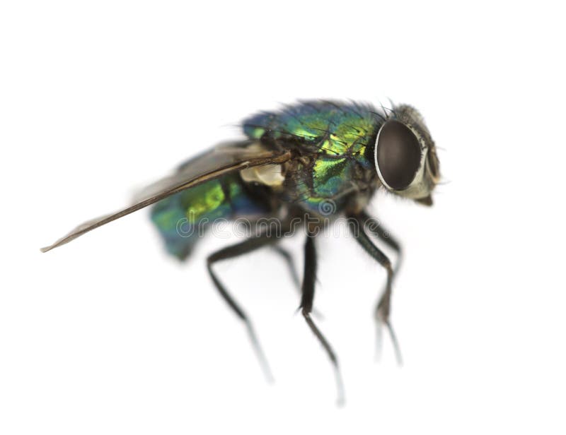 Mouche Verte D'isolement Sur Le Fond Blanc Photo stock - Image du petit ...