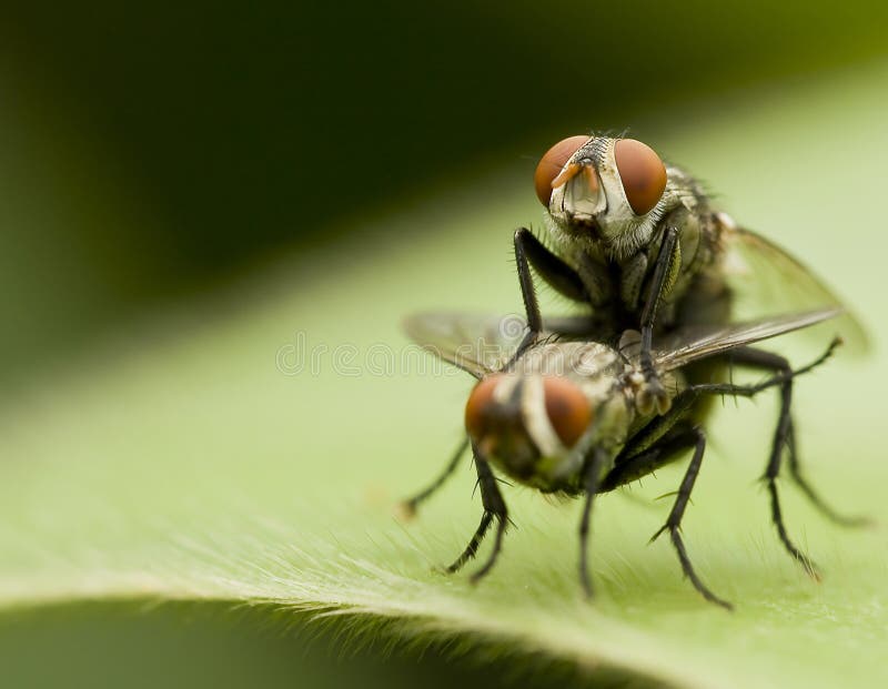 Mouches photo stock. Image du vert, insectes, sûr, effectuer - 14286398
