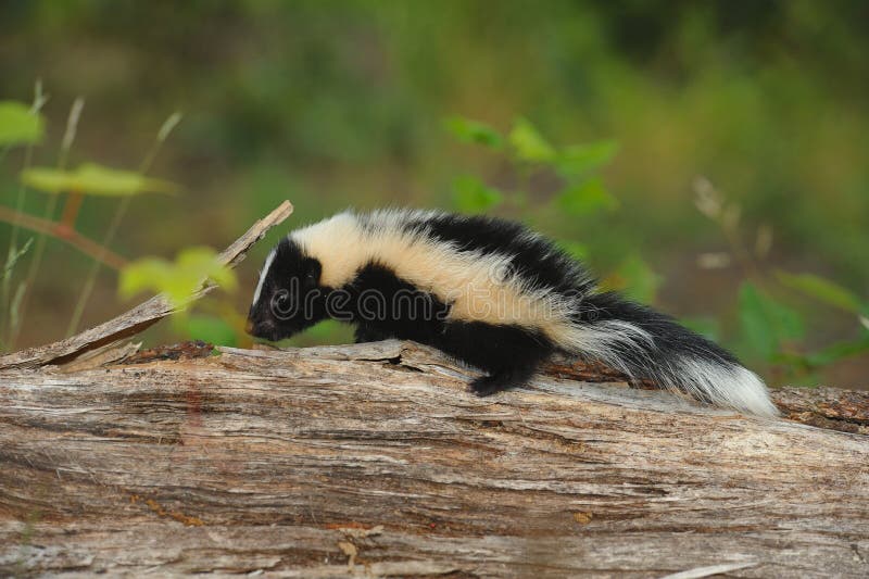 4,154 Photos de Mouffette - Photos de stock gratuites et libres de ...