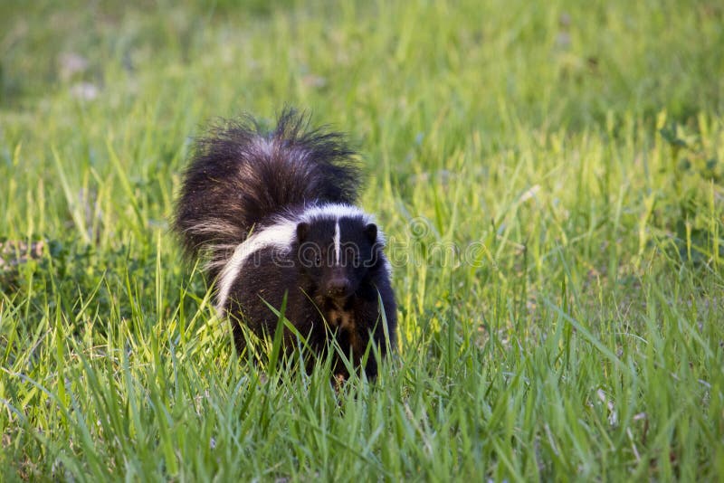 Mouffette Photos Stock - Téléchargez 3,292 Photos libres de droits