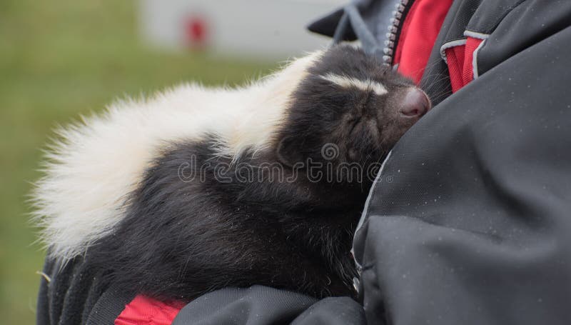 Une Mouffette D'animal Familier Image stock - Image du odeur, mouffette ...