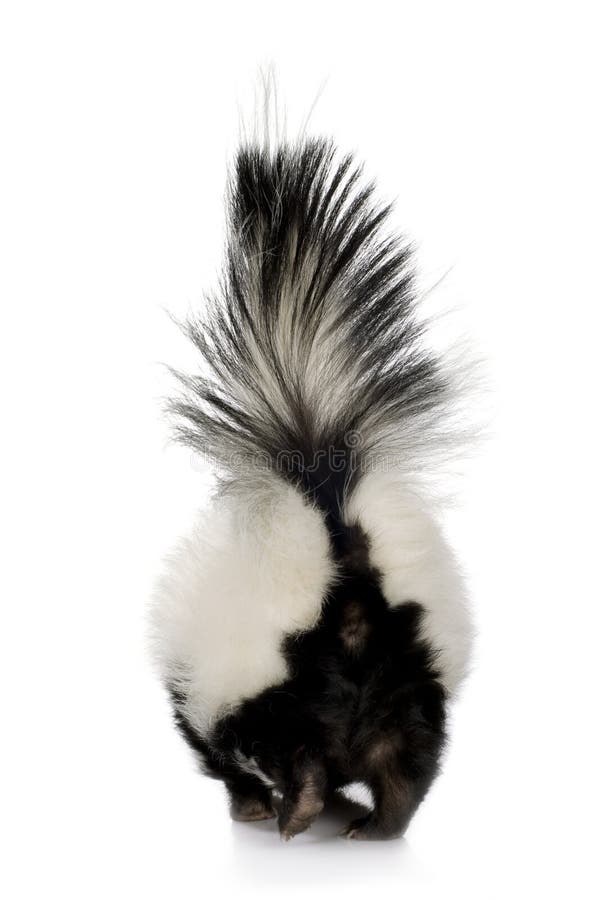 Mouffette Rayée - Mephitis De Mephitis Image stock - Image du omnivore ...