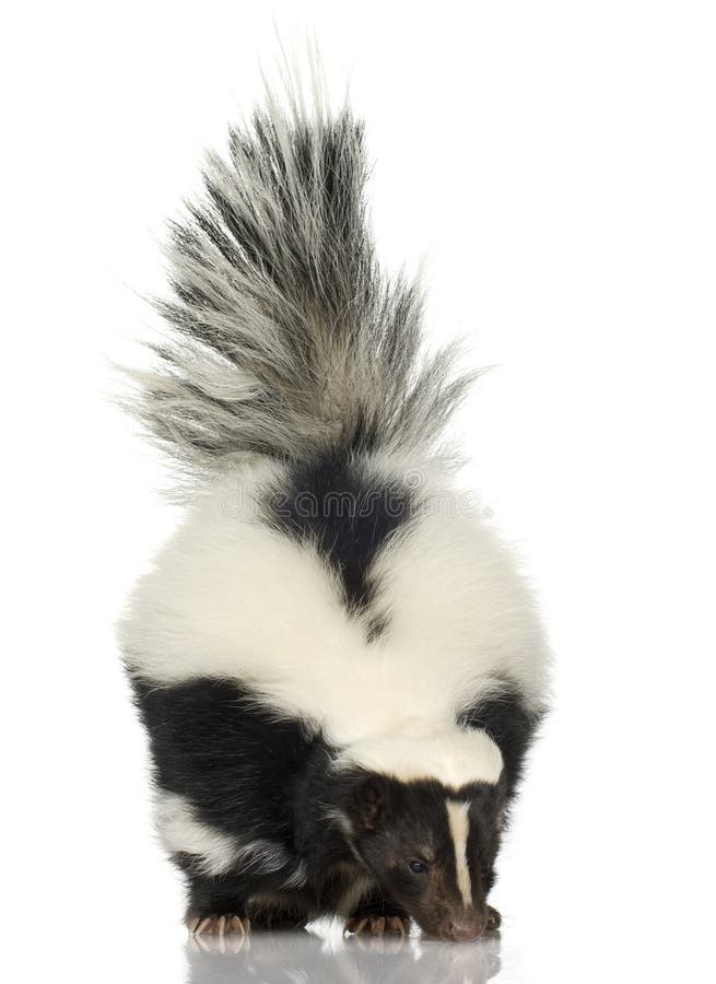 Mouffette Rayée - Mephitis De Mephitis Photo stock - Image du faune ...