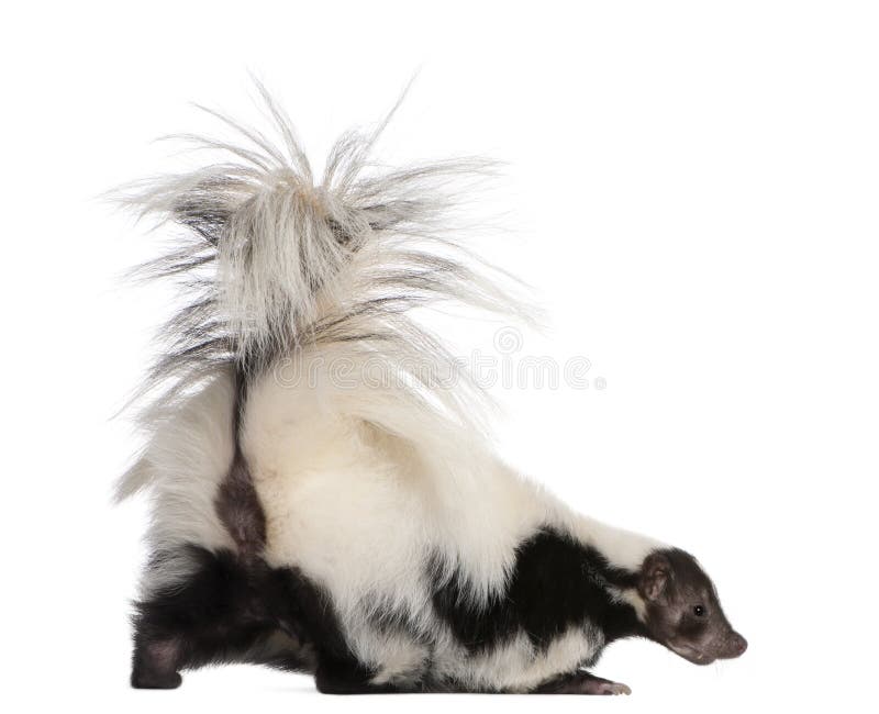 Mouffette Rayée, Mephitis De Mephitis, 5 Années Photo stock - Image du ...