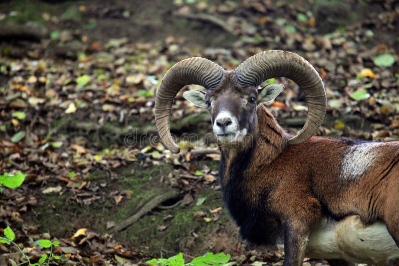 Moufflon stock image. Image of animal, forest, horn, curved - 11190409