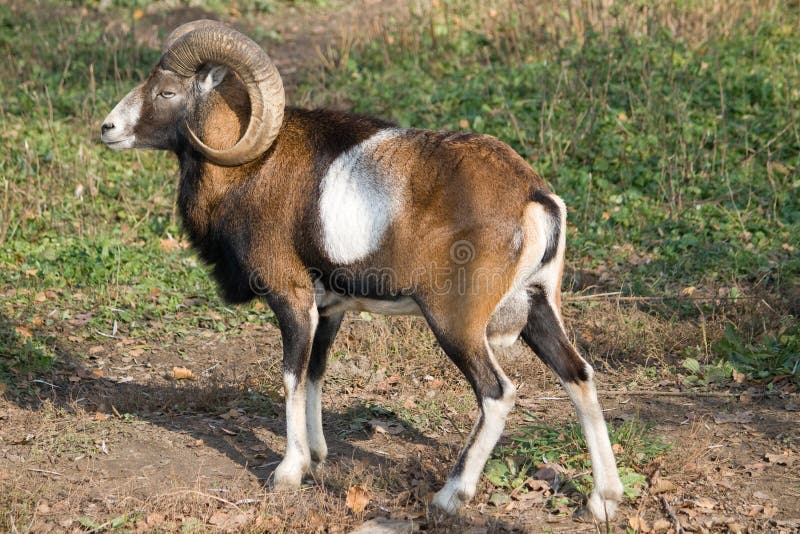 Moufflon stock photo. Image of portrait, rock, mouflon - 16766422