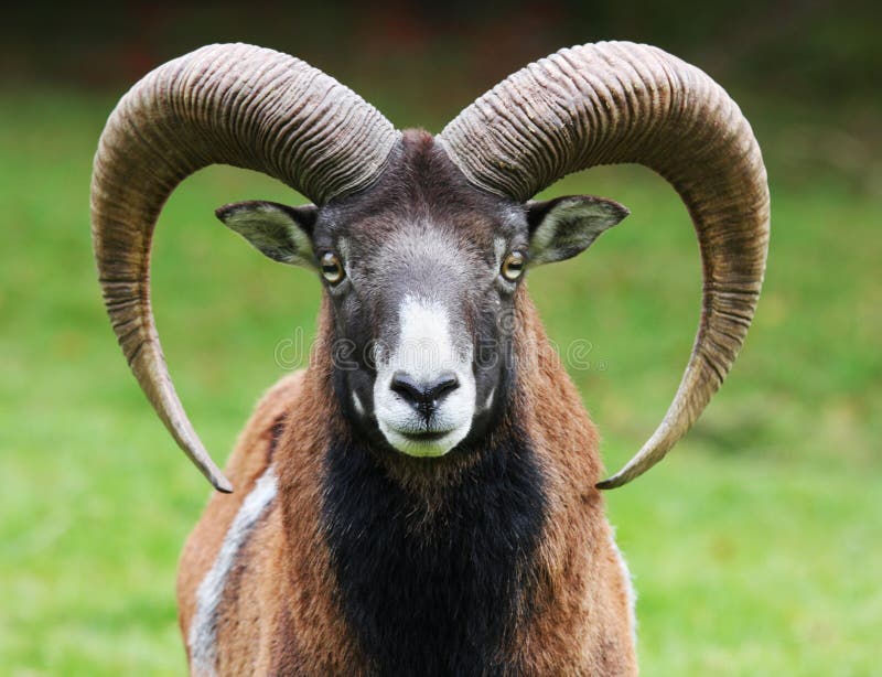 Moufflon stock image. Image of climbing, goat, deer, curved - 19799069