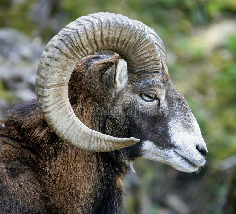 Moufflon stock image. Image of climbing, goat, deer, curved - 19799069