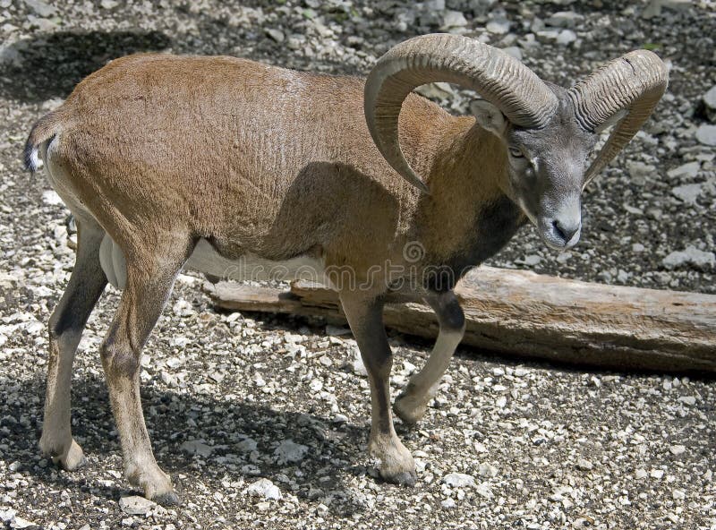 Moufflon 3 stock image. Image of jump, alpine, herbivore - 26031137