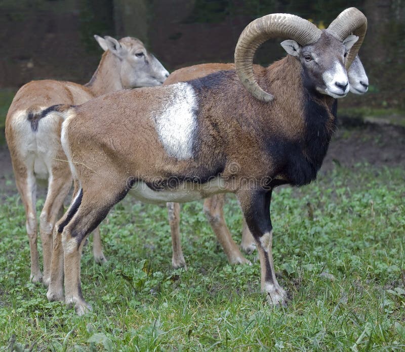 Moufflon 6 fotografia stock. Immagine di zoccolo, attento - 27354946