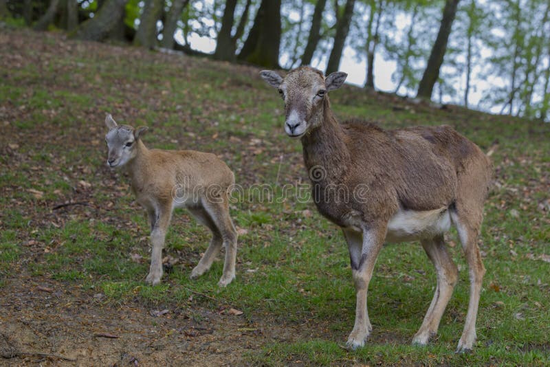 Baby moufflon stock image. Image of national, curved - 16140165