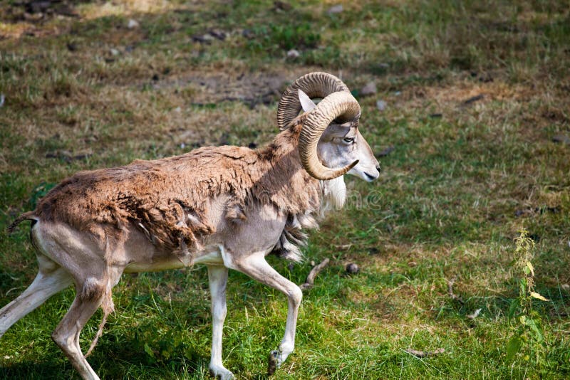 Moufflon stock photo. Image of horn, domestic, calm, natural - 33890508