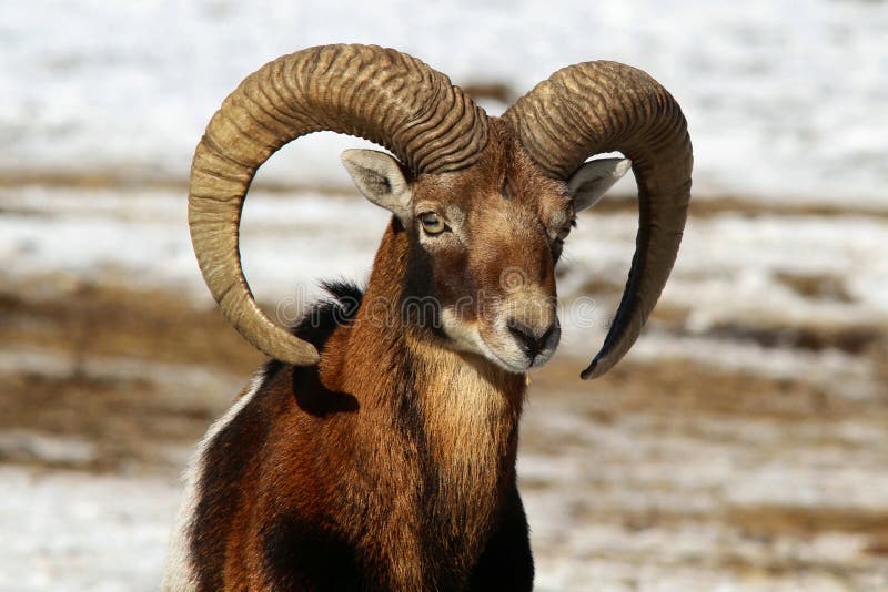 Moufflon stock image. Image of mouflon, sheep, aries - 44032077