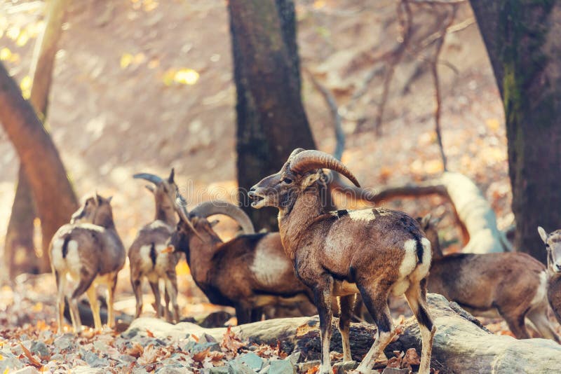 Moufflon stock image. Image of head, adult, nature, forest - 63601513