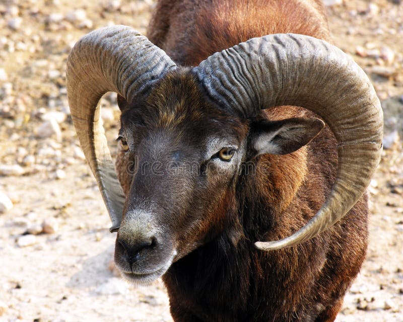 Mouflon πρόβατα στοκ εικόνα. εικόνα από wildlife, aridly - 13676673