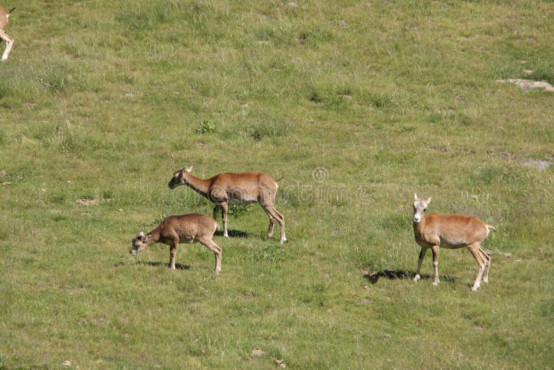 Mouflon stock photo. Image of mammal, female, ruminant - 22156962