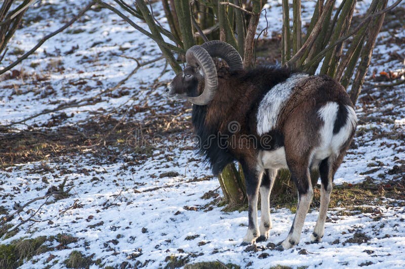 Mouflon stock image. Image of brown, trophy, aries, horned - 29255699