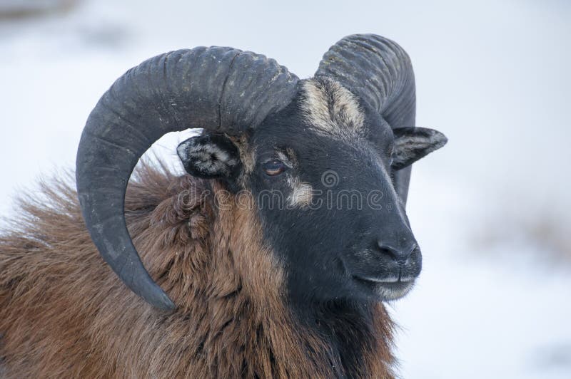 Mouflon stock image. Image of ovis, sheep, feeding, mammal - 29255795