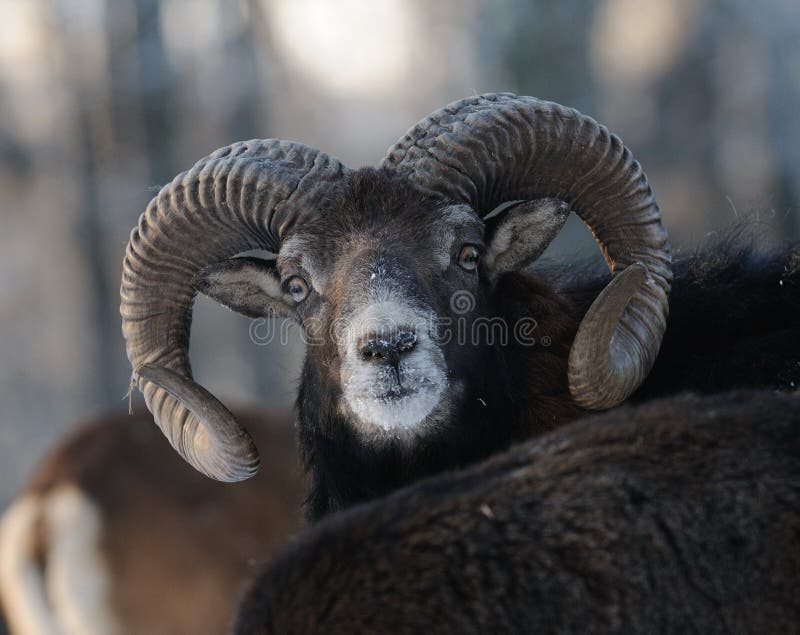 Mouflon stock image. Image of male, royal, wild, wilderness - 29405175
